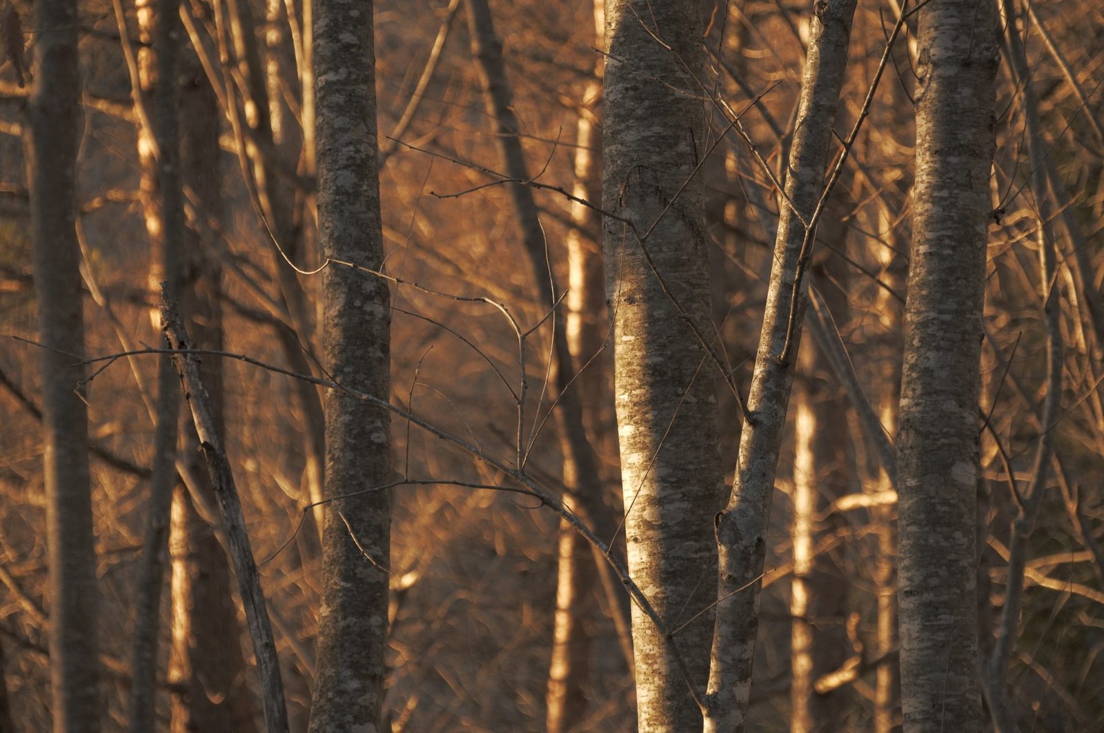 Sigma 16-300mm F3.5-6.7 DC OS | Contemporary Review – Cambridge ...