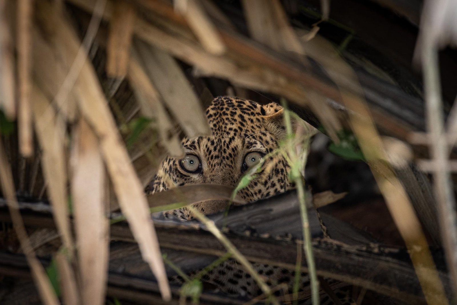 Photography Showcase: Light and Shade - Cambridge Photography Week